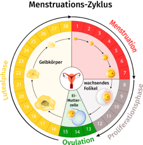 Menstruations-Wissen – Alles zum Menstruations-Zyklus, Menstruations ...